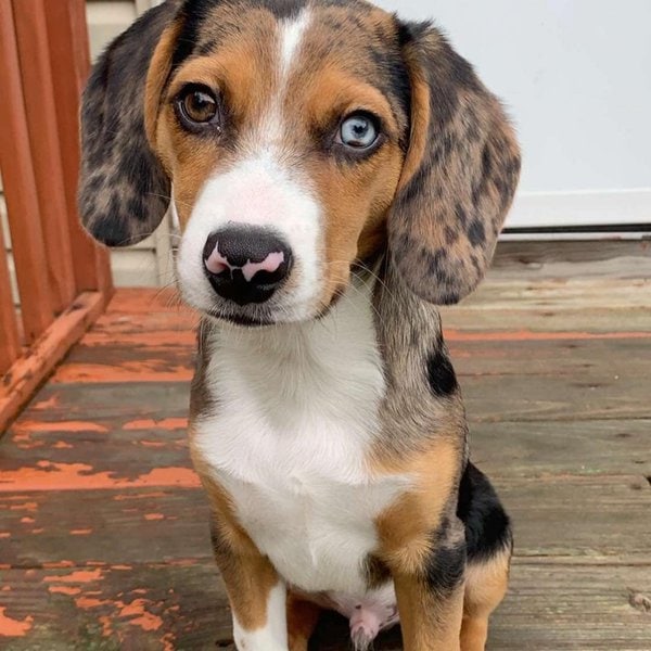 Australian Shepherd Beagle Mix - Your Complete Breed Guide To The ...