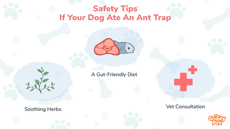11 Safety Tips If Your Dog Ate An Ant Trap - The Goody Pet