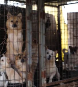 What Countries Eat Dogs? 17 Places Around The World Where You Can Have ...