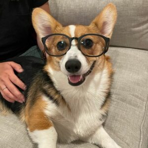 233 Nerdy Dog Names For The Geeky Ones - The Goody Pet