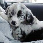 16 Newfoundland Mixes That You Never Know Existed - The Goody Pet