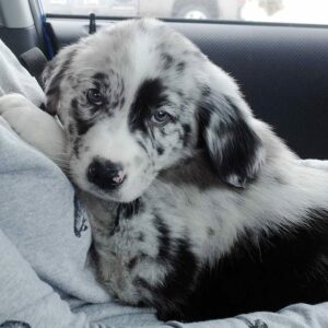 16 Newfoundland Mixes That You Never Know Existed - The Goody Pet