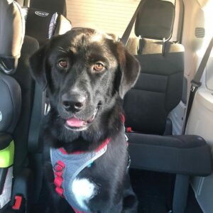 16 Newfoundland Mixes That You Never Know Existed - The Goody Pet