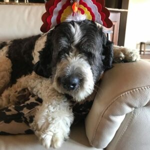 16 Newfoundland Mixes That You Never Know Existed - The Goody Pet