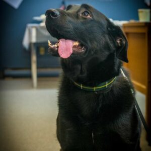 16 Newfoundland Mixes That You Never Know Existed - The Goody Pet