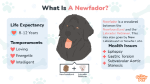 Newfoundland Labrador Mix - Your Complete Breed Guide - The Goody Pet