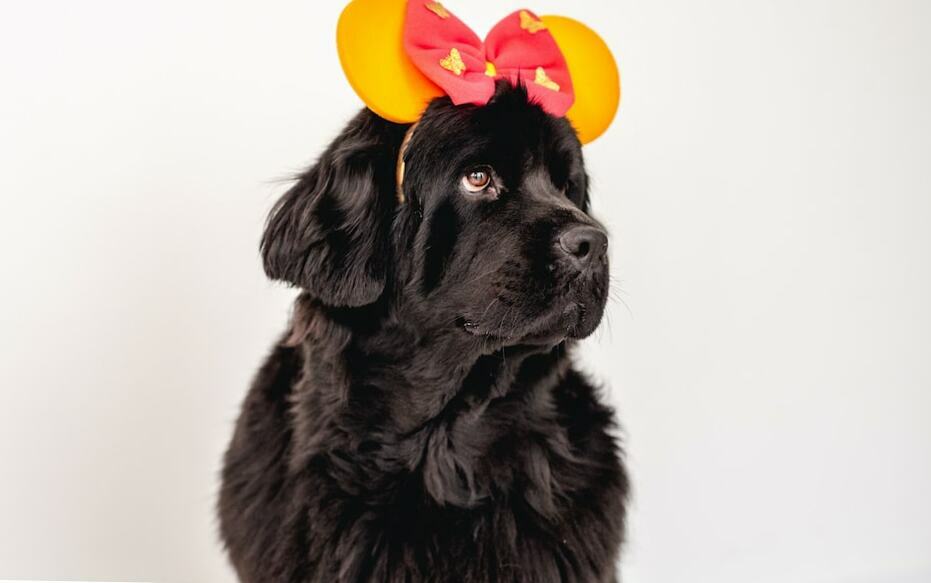 Newfoundland Labrador Mix - Your Complete Breed Guide - The Goody Pet