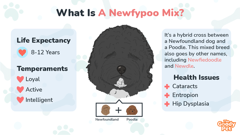 Newfoundland Poodle Mix - Your Complete Breed Guide To The Newfypoo ...