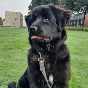 16 Newfoundland Mixes That You Never Know Existed - The Goody Pet