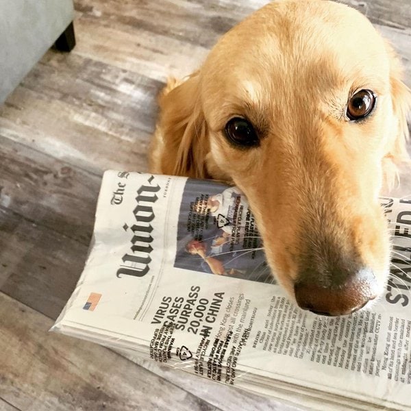 11 Easy Ways To Get Free Puppies, RANKED! - The Goody Pet