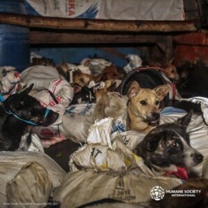 What Countries Eat Dogs? 17 Places Around The World Where You Can Have ...