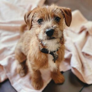 39 Jack Russell Terrier Mixes That You Would Find Them Adorable - The ...