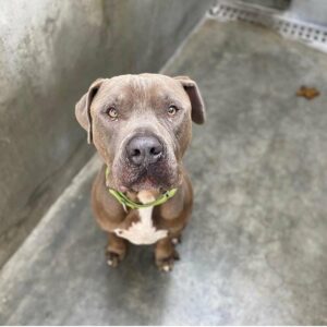 What Countries Eat Dogs? 17 Places Around The World Where You Can Have ...