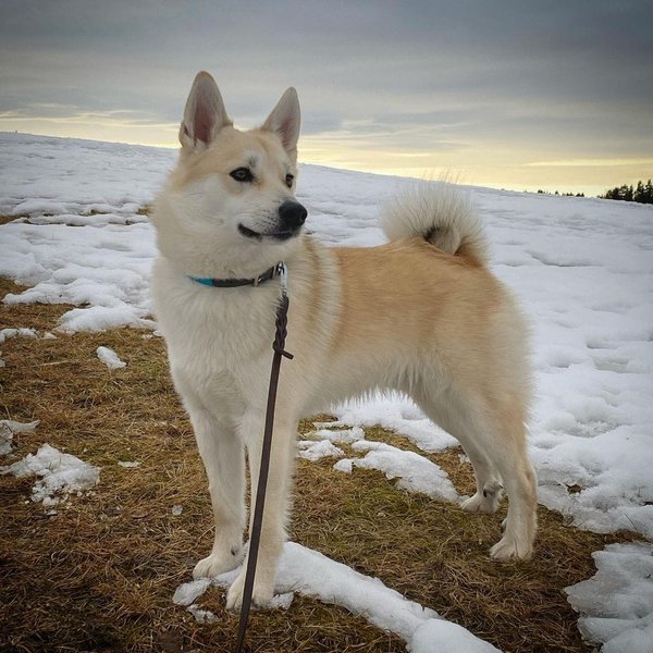 51 Herding Dog Breeds That Love Corralling Livestock - The Goody Pet