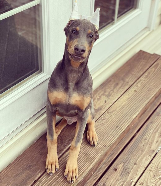 Blue Doberman - Your Complete Breed Guide - The Goody Pet