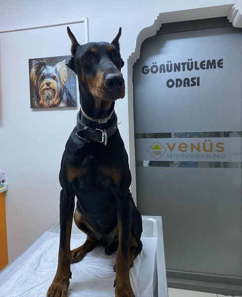 King Doberman - Your Complete Breed Guide To The Warlock Doberman - The ...