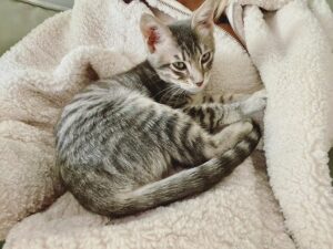 34 Fabulous Tabby Cat Breeds - The Goody Pet