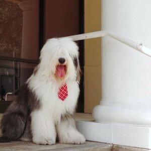 43 Fluffiest Dog Breeds: Cuddle & Snuggle! - The Goody Pet