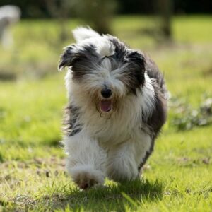 21 Sheepdog Breeds That Love Herding Sheep - The Goody Pet