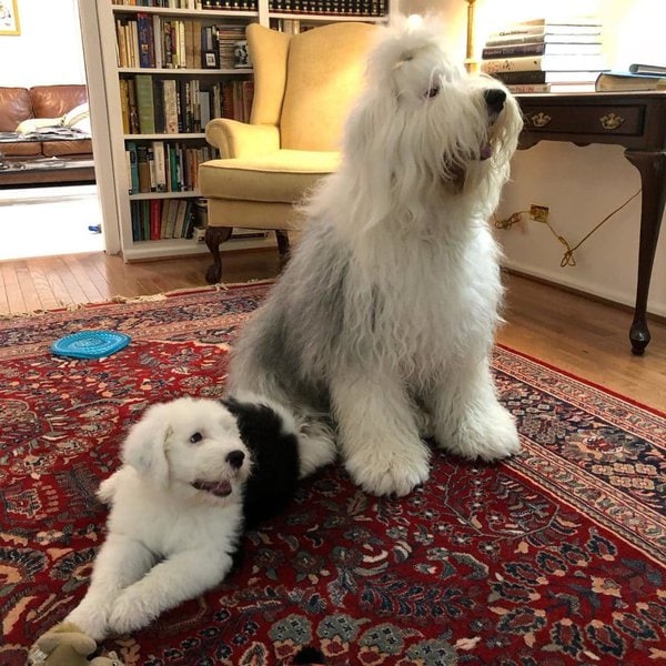 8 Mop Dog Breeds That You Give A Second Look - The Goody Pet