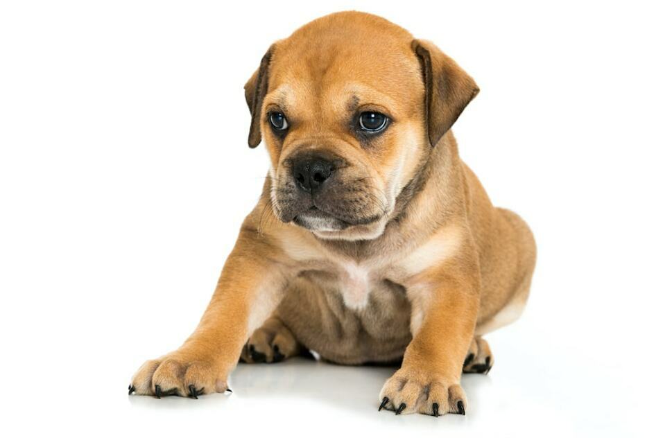 Is The Old English Bulldog Extinct