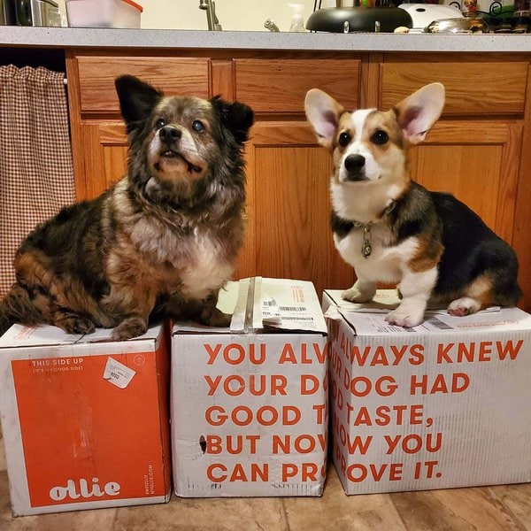 22 Fresh Dog Food Delivery Brands To Pamper Your Beloved Pooch - The ...