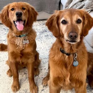 Red Golden Retriever - Your Complete Breed Guide - The Goody Pet
