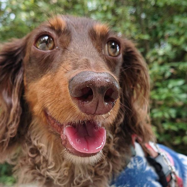 Help! My Dog Has Runny Nose - What Should I Do? - The Goody Pet