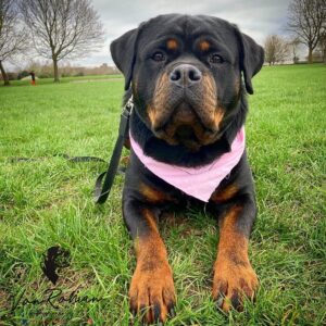 Roman Rottweiler - Your Complete Guide To The Largest Rottweiler Breed ...