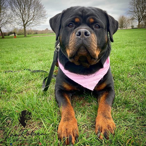 Roman Rottweiler - Your Complete Guide To The Largest Rottweiler Breed ...