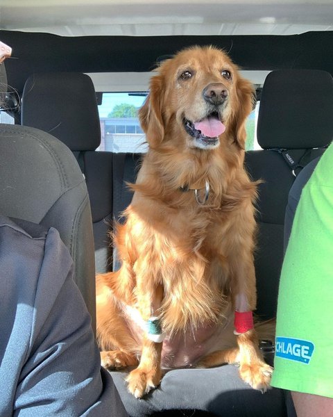 Golden Retriever Lifespan And Its Common Health Issues - The Goody Pet