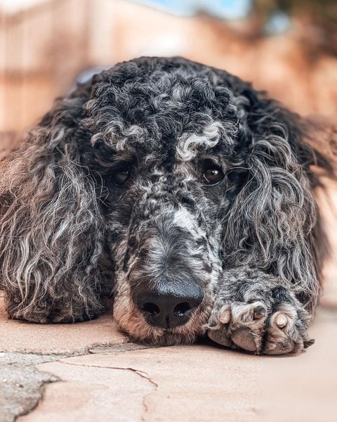 Merle Poodle - Your Complete Breed Guide - The Goody Pet