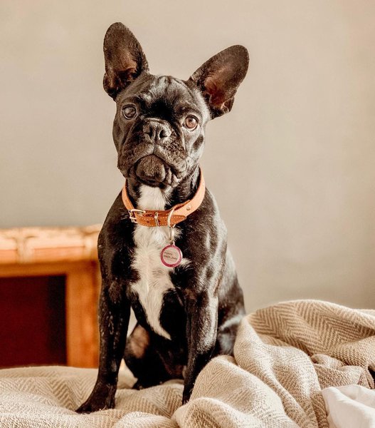 Frenchton - Your Complete Breed Guide To The Froston - The Goody Pet