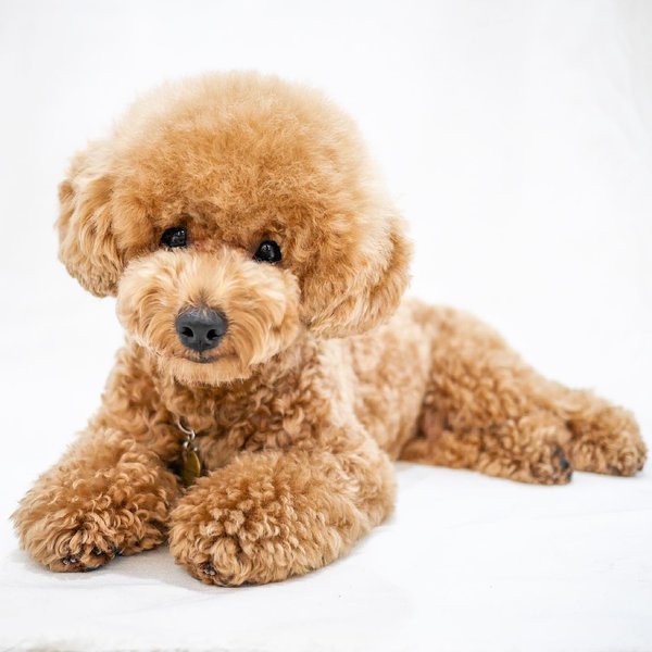 Brown Poodle - Your Complete Breed Guide - The Goody Pet