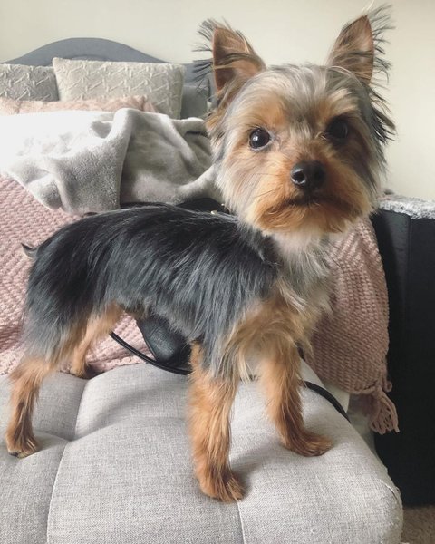 52 Yorkie Haircuts That Would Make Your Yorkshire Terrier A Star - The ...