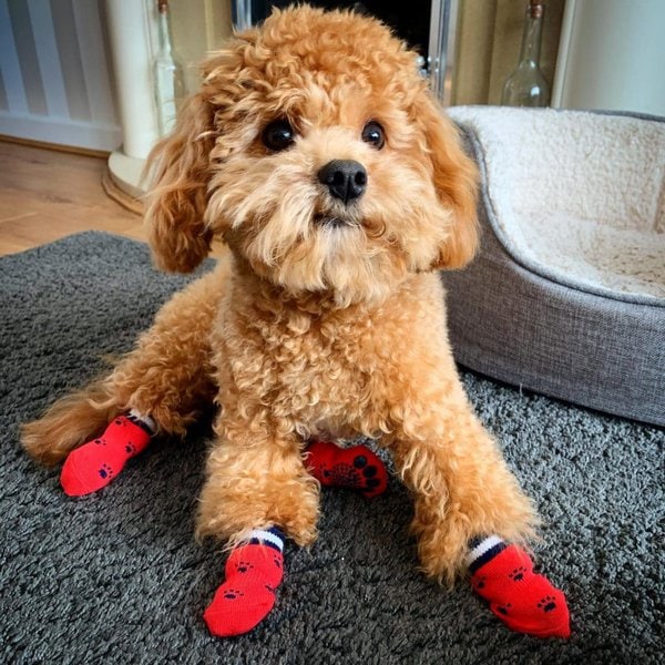Sore Dog Paws - Possible Causes And Treatments - The Goody Pet