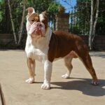 43 Bully Dog Breeds You Don’t Want To Mess With - The Goody Pet