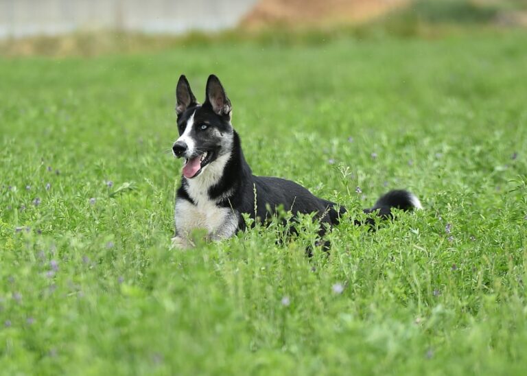 Panda German Shepherd - Your Complete Breed Guide - The Goody Pet