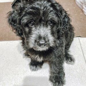 51 Terrier Dog Breeds: Fun Facts About Each One! - The Goody Pet