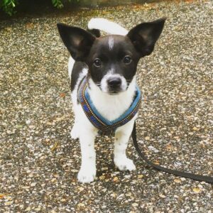 39 Jack Russell Terrier Mixes That You Would Find Them Adorable - The ...