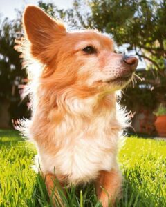 52 Extremely Adorable Corgi Mixes That Will Make You Go Awww - The ...