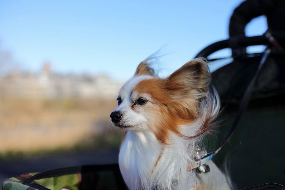 32 Low-Cost Dog Breeds That Shouldn’t Burn A Hole In Your Pocket - The ...
