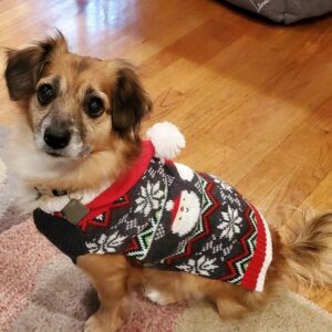 43 Adorable Dachshund Mixes That You Never Knew Existed - The Goody Pet