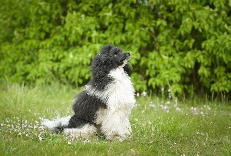 Parti Goldendoodle - Your Complete Breed Guide - The Goody Pet