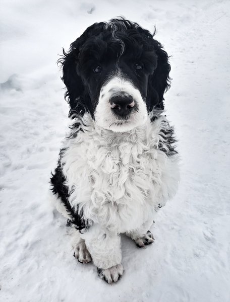 Parti Poodle - Your Complete Breed Guide - The Goody Pet