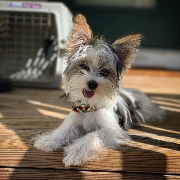 What Is A Parti Yorkie? Differences VS A Traditional Yorkie - The Goody Pet