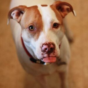 36 Beautiful Colors And Patterns Of A Pitbull - The Goody Pet