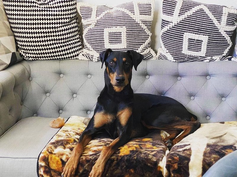 King Doberman - Your Complete Breed Guide To The Warlock Doberman - The ...