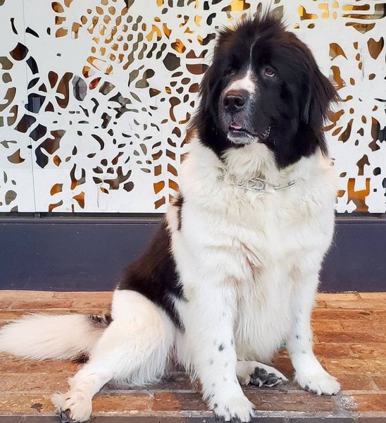 Landseer Newfoundland Dog - Your Complete Breed Guide To The White ...