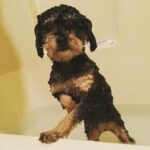 62 Poodle Mixes That You Cannot Remember Them All - The Goody Pet